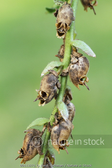 Snapdragon Flower Skull