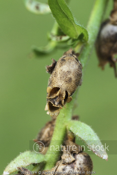 Snapdragon Seed Pod Info When And How To Harvest Snapdragon, 48% OFF