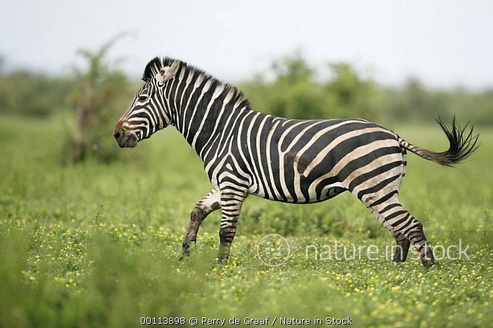 Zebras In Africa Running