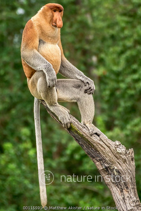 Proboscis Monkey Nest