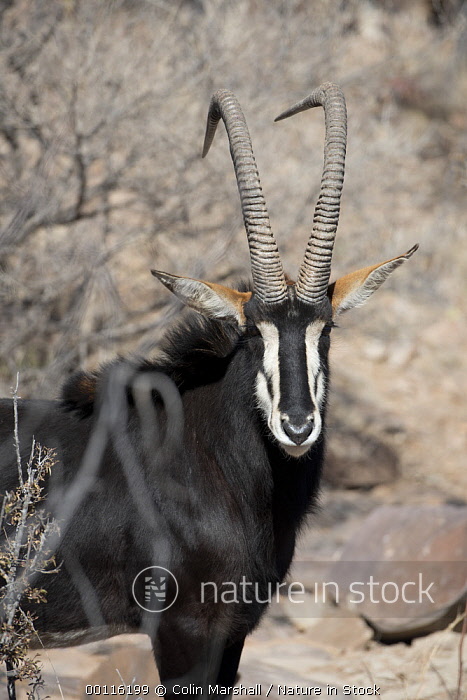 Sable Antelope Head Sable Antelope