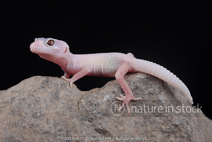 Leucistic Albino Gecko Leucistic Crested Geckos Explained YouTube