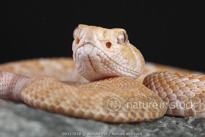 Albino Eastern Diamondback Rattlesnake