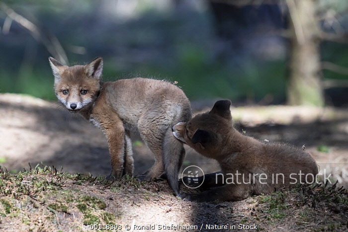 Gray Fox Biting