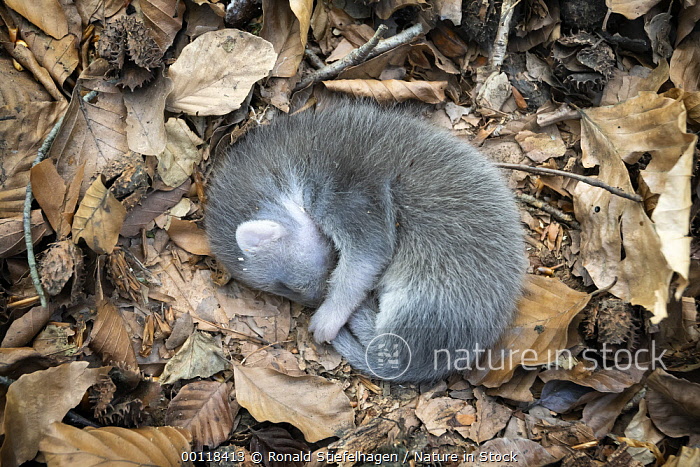 European Marten Animal