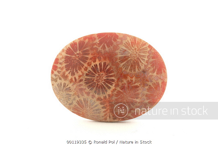 Fossilized Sea Anemone This Fossil Was A Mystery, Then Someone Solved