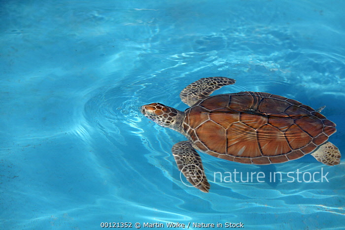 Nature in Stock