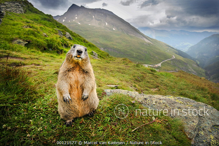 Naturemapping Animal Facts