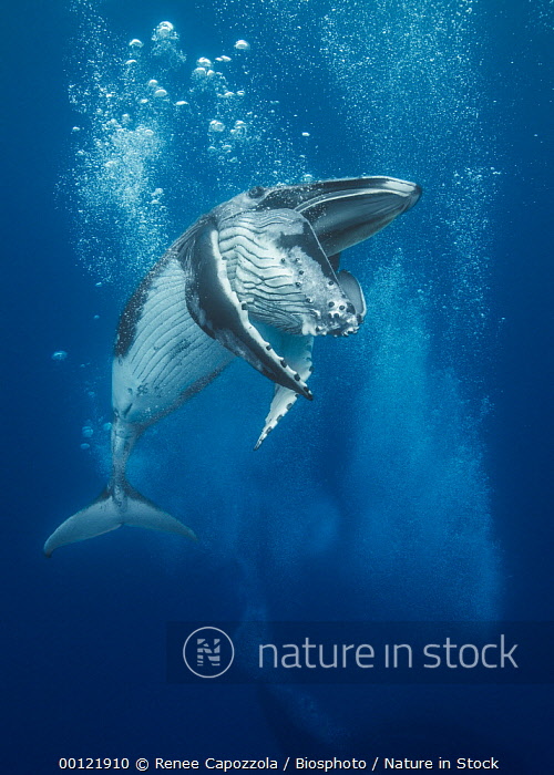 Humpback Whale Mouth Open 161 Whale Mouth Open Stock Photos, High Res
