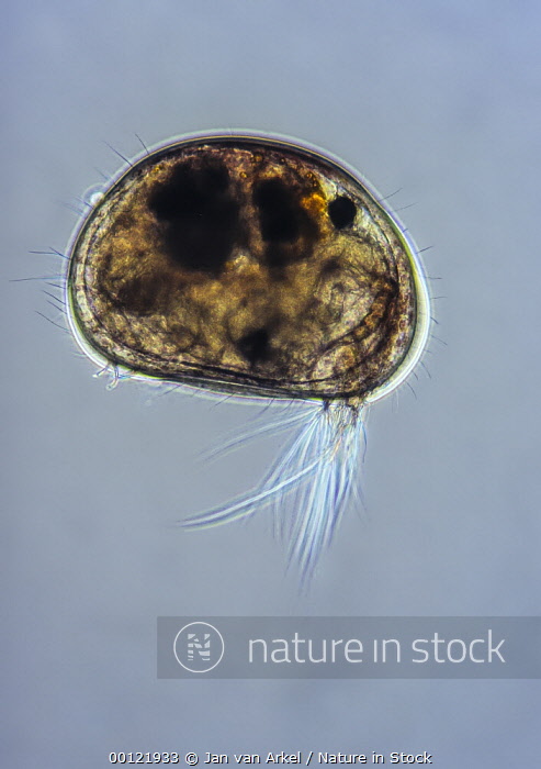 Ostracod Under Microscope
