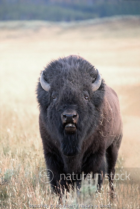 American Bison Face