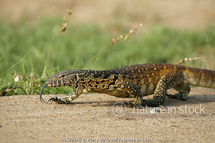 Adult Nile Monitor