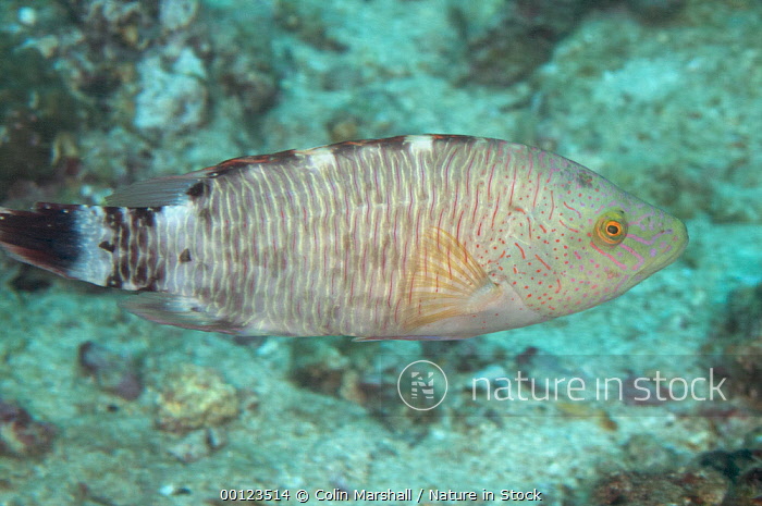 Cheilinus Trilobatus