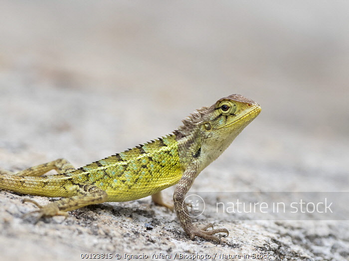 Calotes Versicolor Care Sheet Bloodsucker Lizard Care Sheet