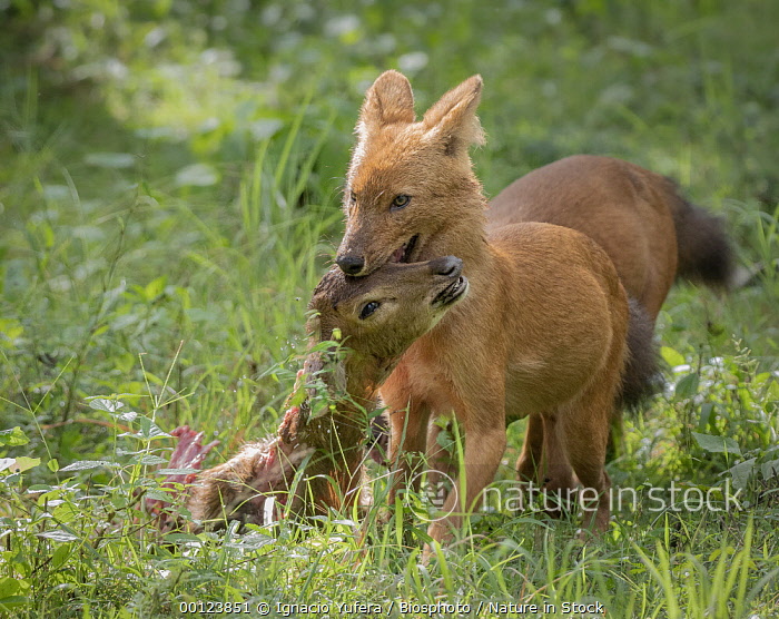 Baby Dhole