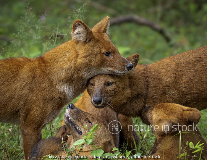 Dhole Pack
