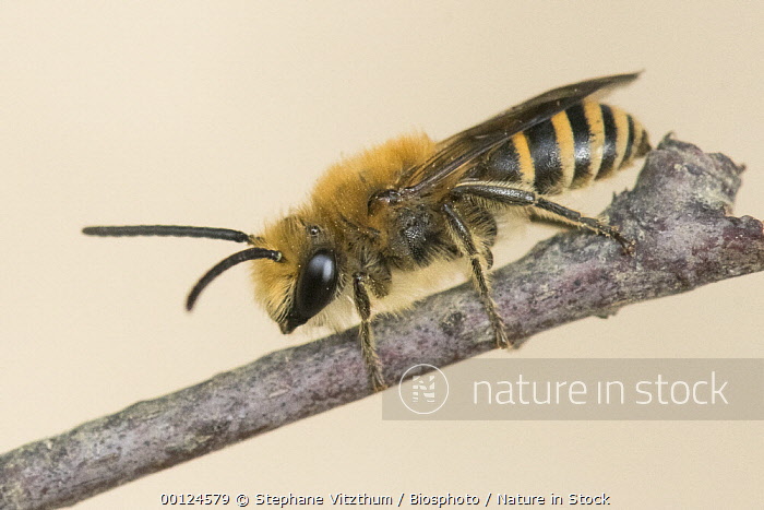 Nature in Stock