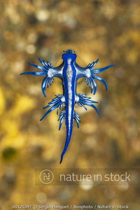 Glaucus Atlanticus Blue Dragon Blue Dragon: The Deadly Sea Slug That