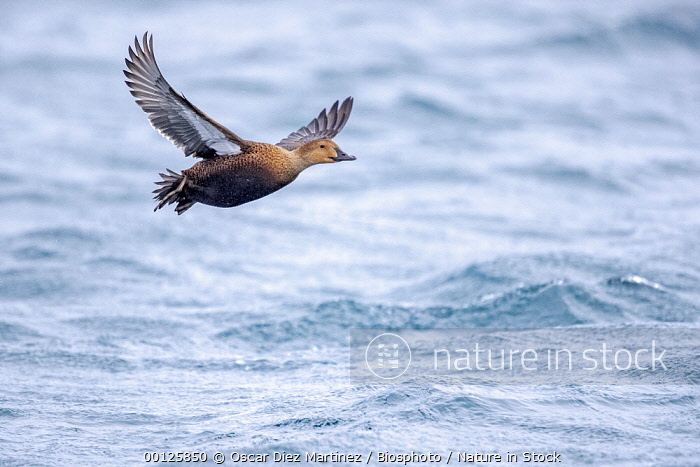 King Eider Flying