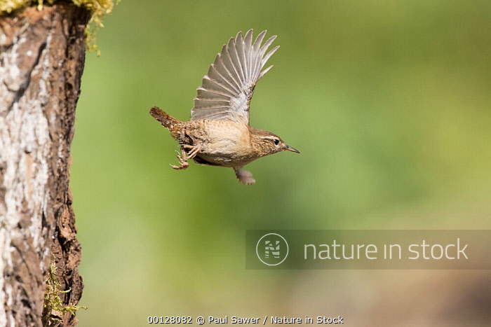 Wren In Flight