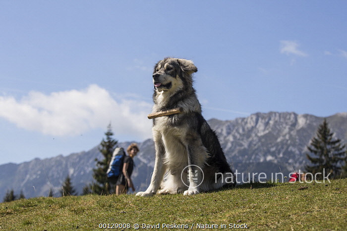 Are There Carpathian Shepherds In Romania