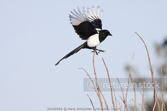 Magpie Landing