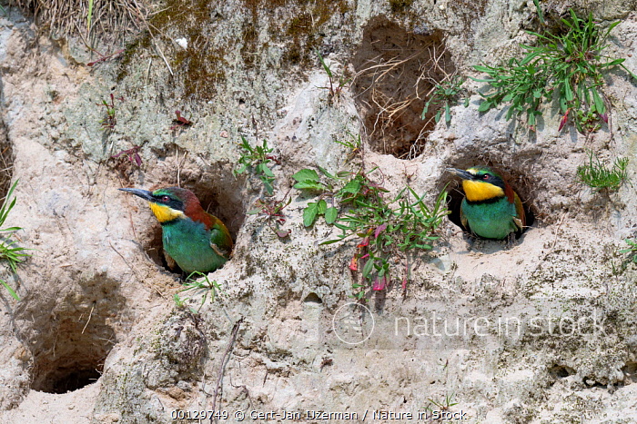 Bee Eater Nest