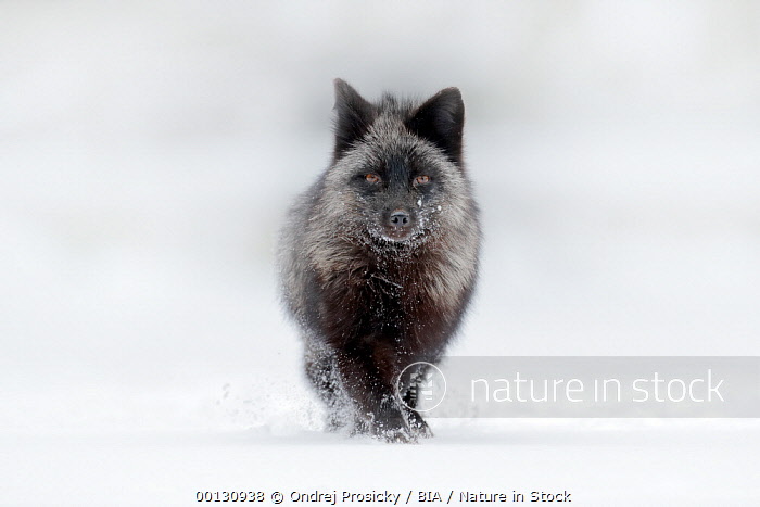 Vulpes Vulpes Silver