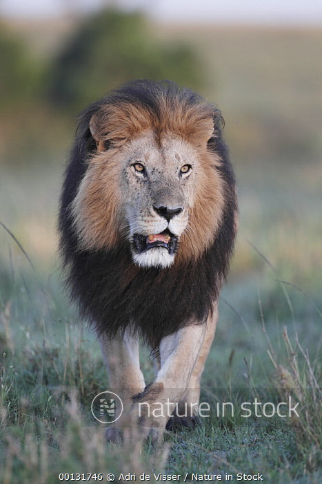 Lion With Black Mane Madagascar