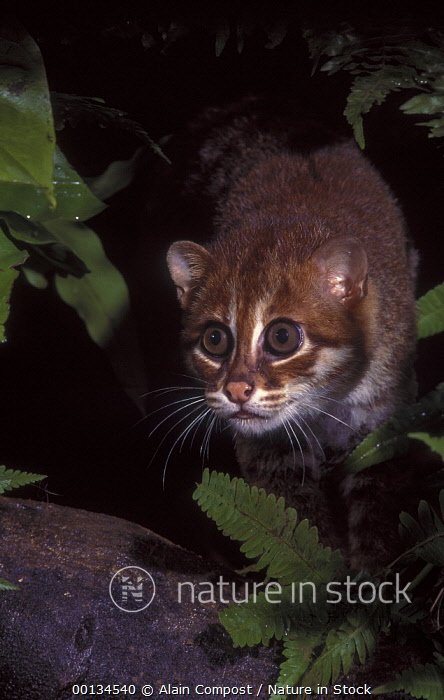 Prionailurus Planiceps