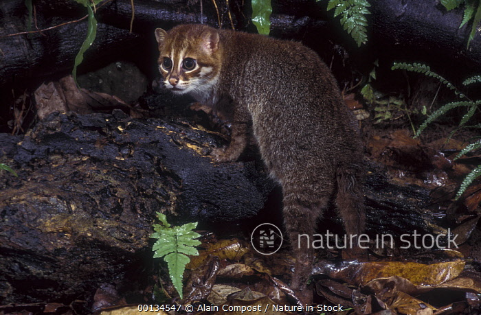 Prionailurus Planiceps