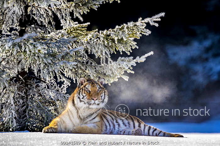 Siberian Tiger In Snow Rescue Tigers Snow And Sky FOUR PAWS