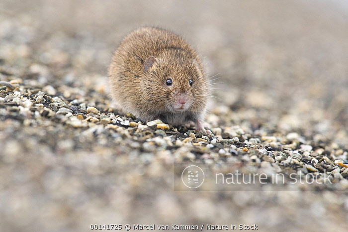 Common Vole Microtus Arvalis