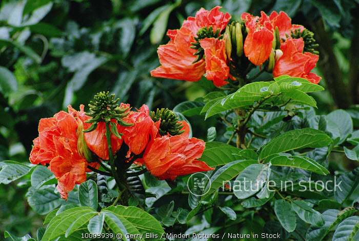 Puerto Rico National Tree