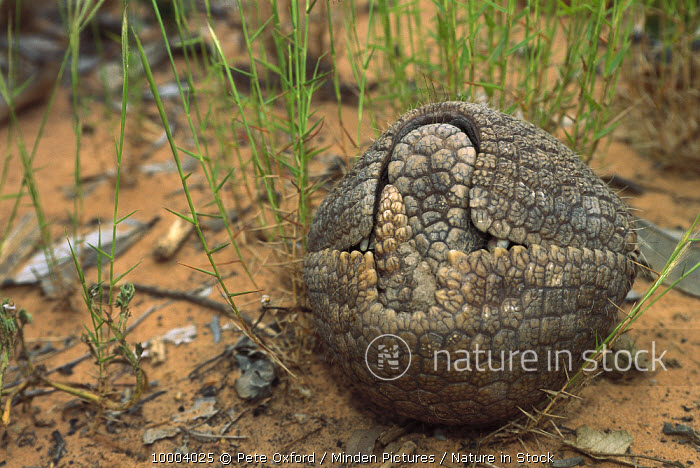 Armadillo Rolled Into Ball