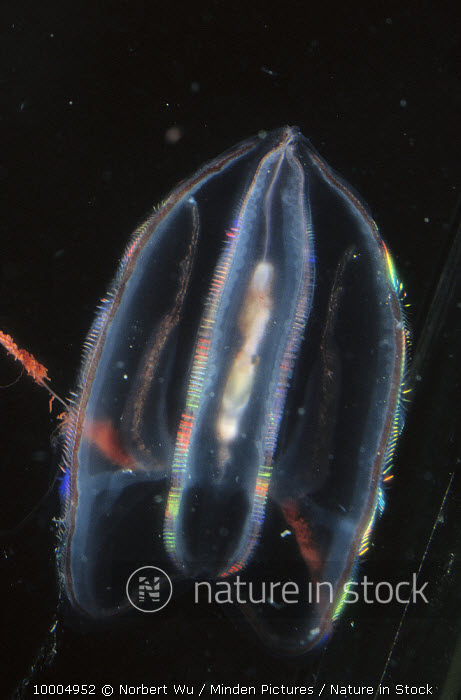 Krill Bioluminescence Deep Sea Shrimp Have Evolved Enhanced Vision For