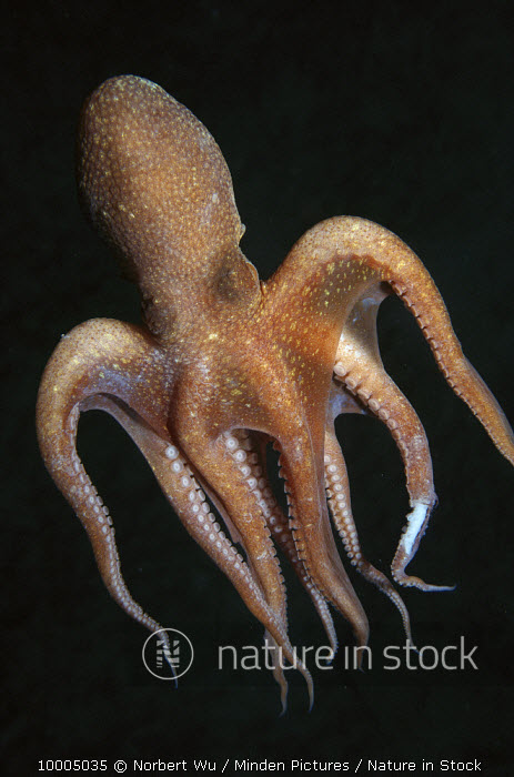 Common Octopus Swimming