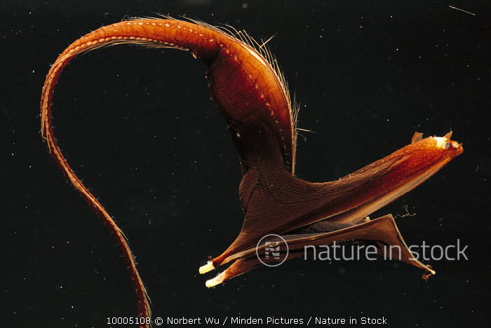 Nature in Stock