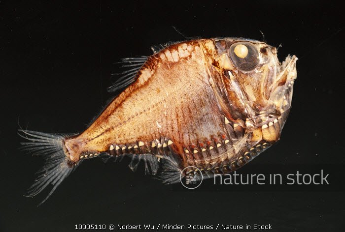 Hatchetfish Bioluminescence