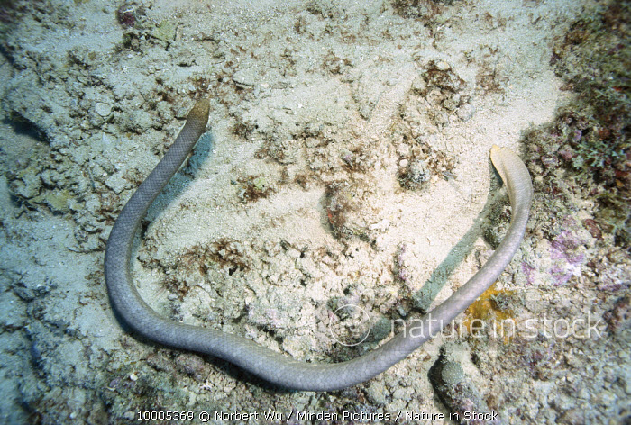 Olive Sea Snake Aipysurus Laevis Swimming Underwater In Australia