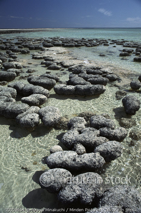 Nature in Stock