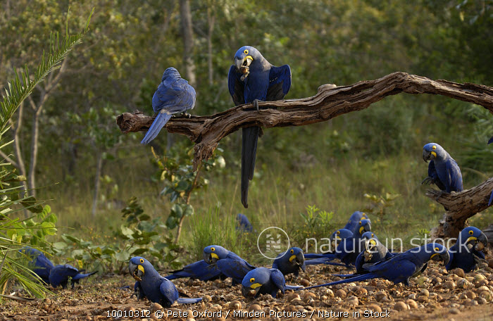 Hyacinth Macaw Habitat