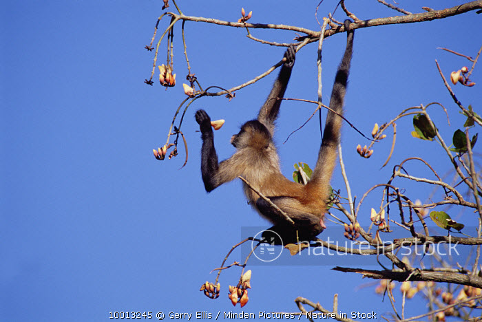 Spider Monkeys Eating