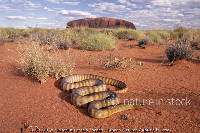 Ayers Rock Animals Tourists Flock To Sacred Uluru Site Before Climb