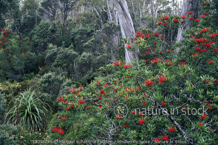 Names Of Rainforests In Australia