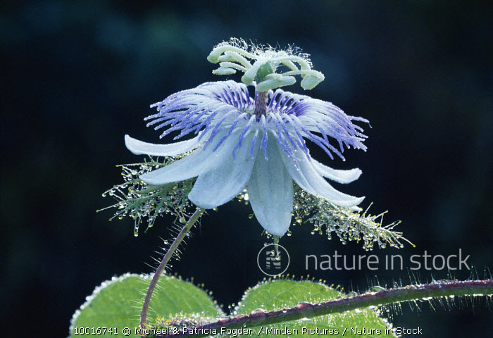 Costa Rican Rainforest Flowers