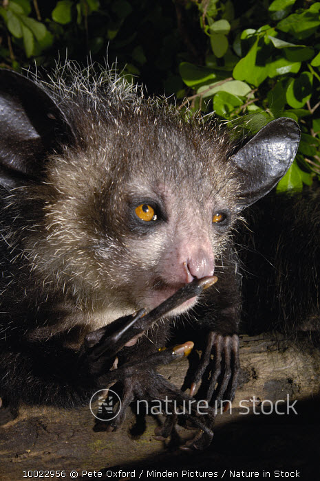 Animal Middle Finger