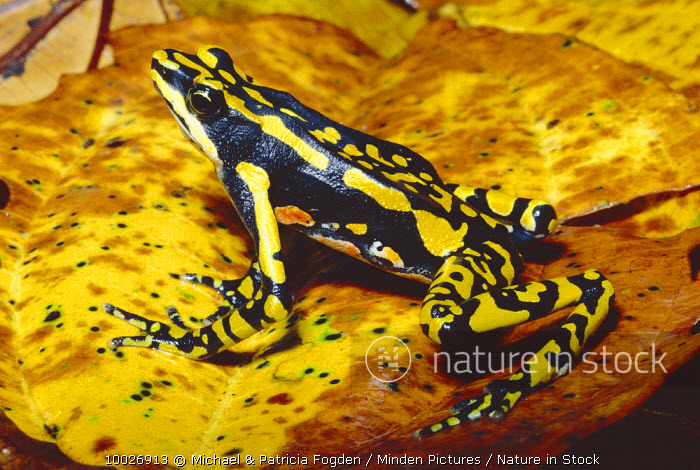 Atelopus Varius