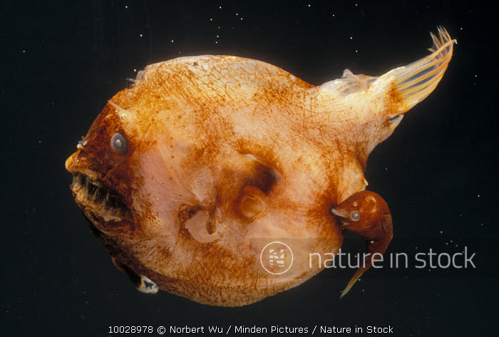 Male Angler Fish