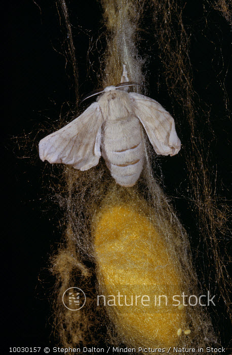 Bombyx Mori Cocoon